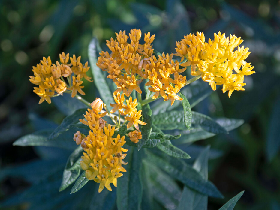 Asclepias Hello Yellow | Bluestone Perennials