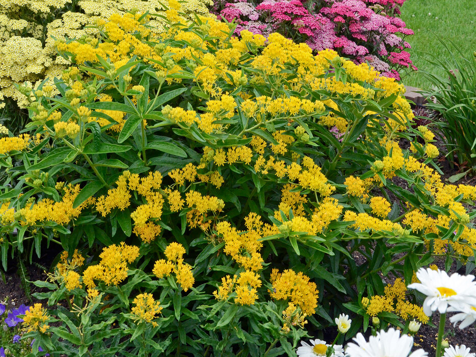 Asclepias Hello Yellow | Bluestone Perennials