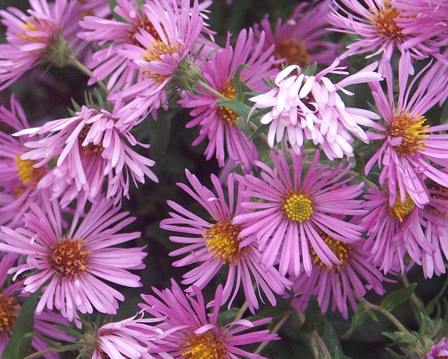 Aster Honeysong Pink | Bluestone Perennials