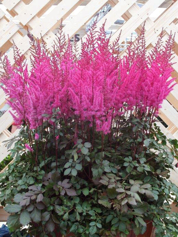 Astilbe Mighty Chocolate Cherry | Bluestone Perennials