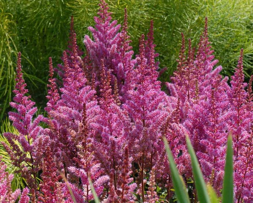 Is There A Flower Called Maggie | Best Flower Site