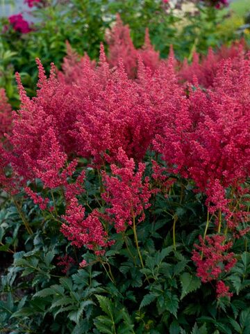 Astilbe Montgomery | Bluestone Perennials