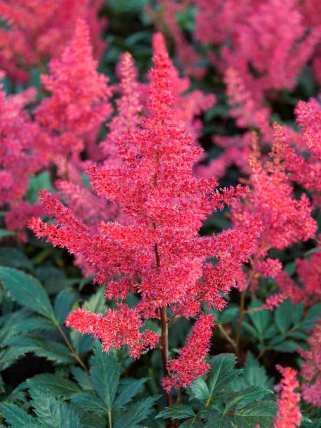 Astilbe Montgomery | Bluestone Perennials