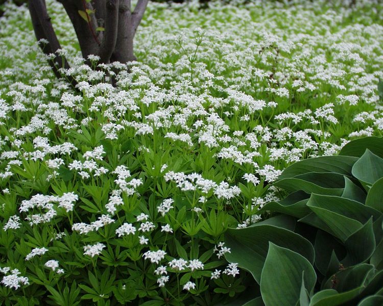 Product Viewer - Asperula Odorata