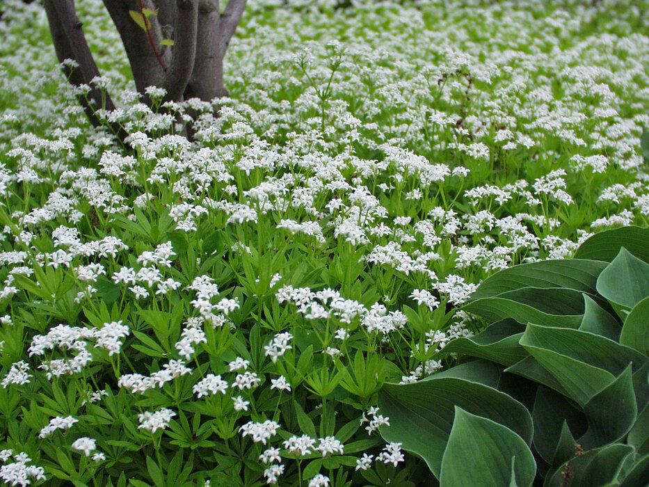 Asperula Odorata | Bluestone Perennials