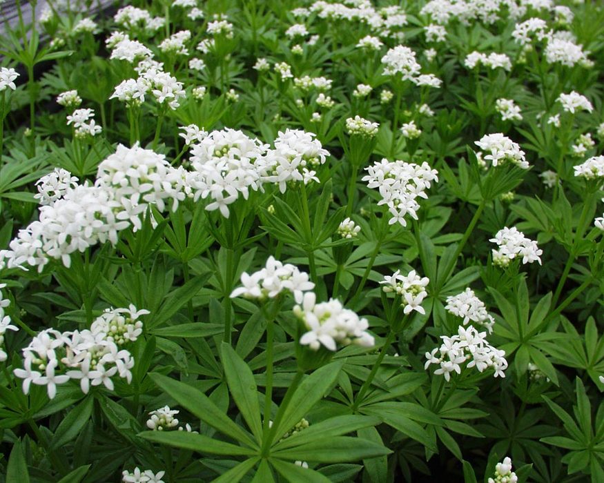 Asperula Odorata | Bluestone Perennials