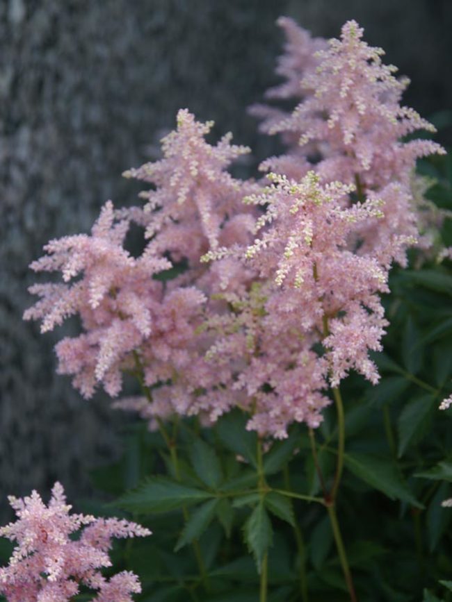 Astilbe Peach Blossom | Bluestone Perennials