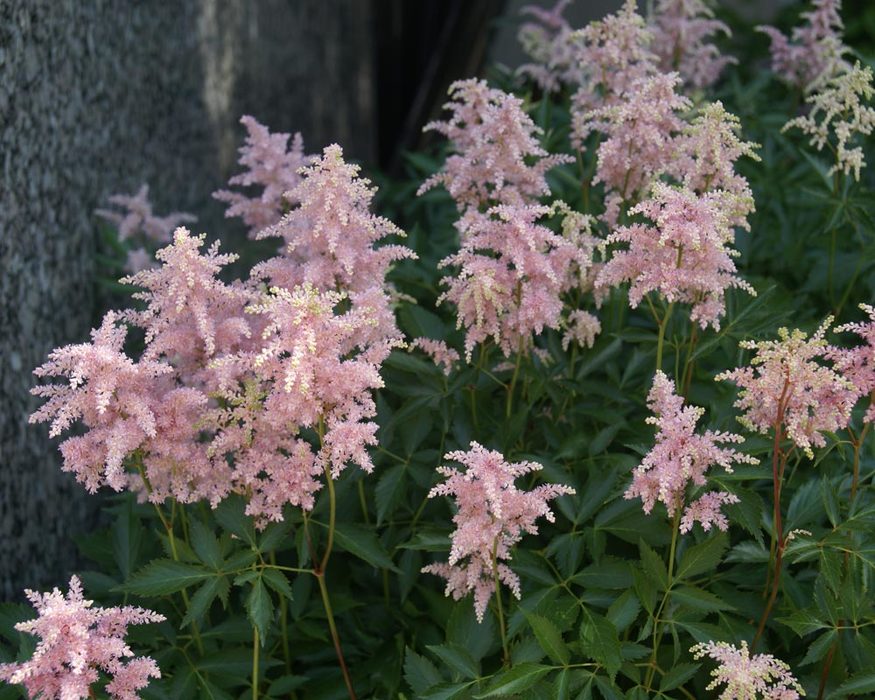 Astilbe Peach Blossom | Bluestone Perennials
