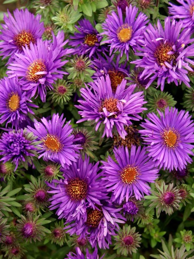 Aster Purple Dome | Bluestone Perennials