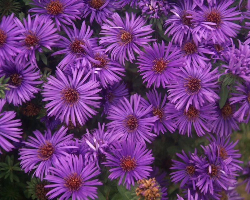 Aster Purple Dome | Bluestone Perennials