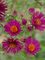 Aster September Ruby -- Bluestone Perennials
