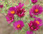 Aster September Ruby -- Bluestone Perennials