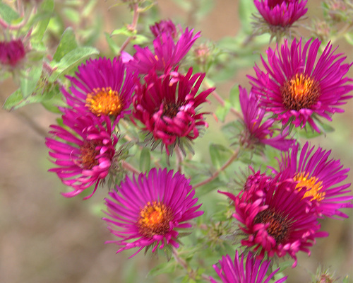 Aster September Ruby | Bluestone Perennials
