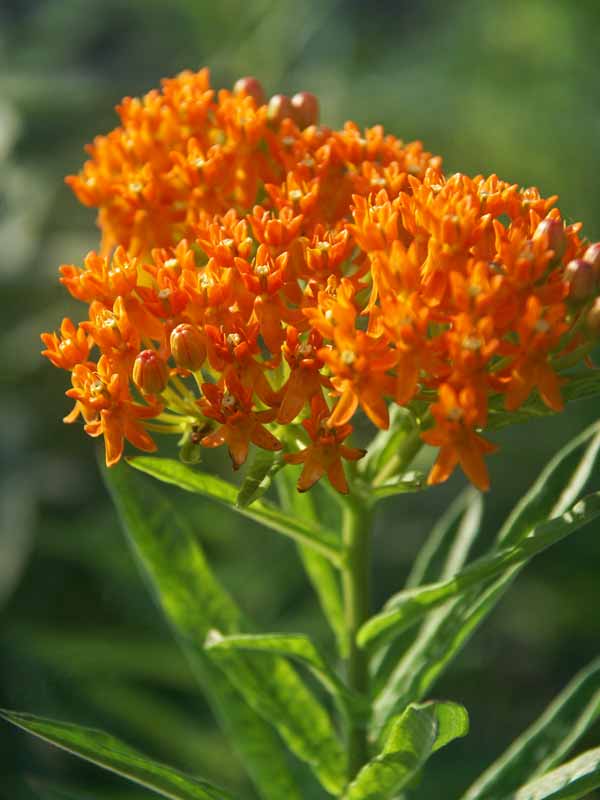 Asclepias Tuberosa Bluestone Perennials In 2020
