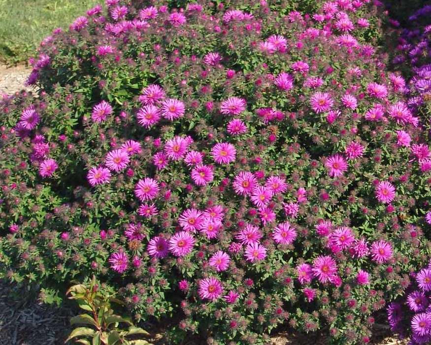 Aster Vibrant Dome | Bluestone Perennials