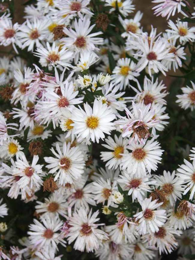 Aster Wood'S White | Bluestone Perennials