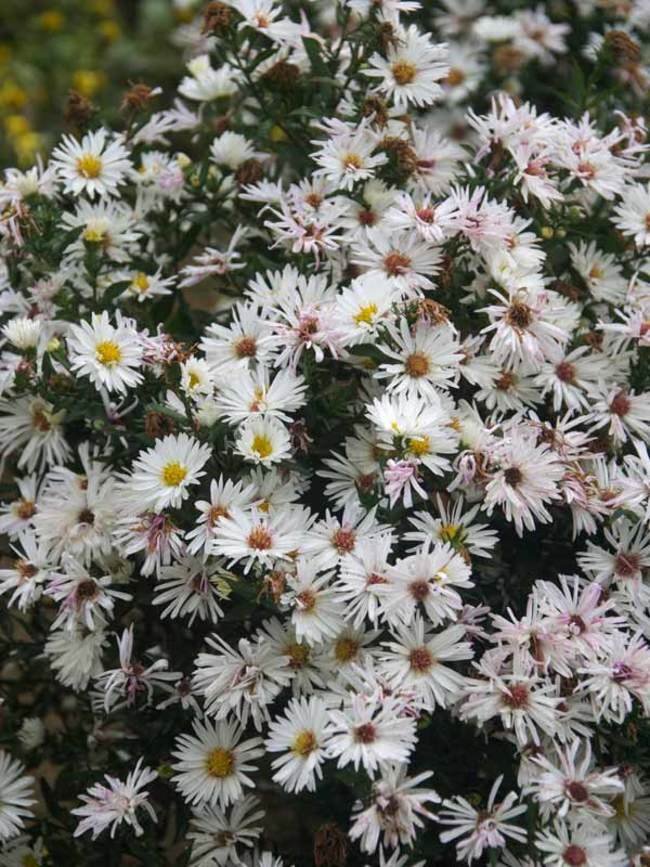 Aster Wood'S White | Bluestone Perennials