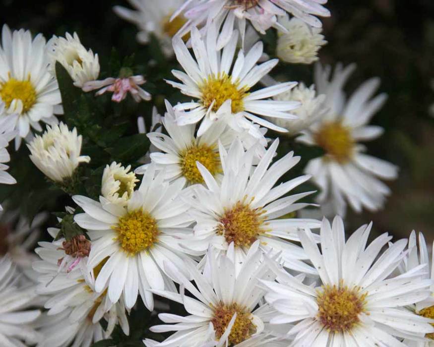 Aster Wood's White | Bluestone Perennials