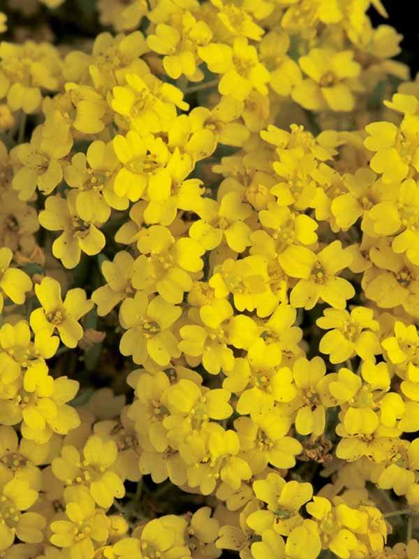 Aurinia Summit Golden Yellow | Bluestone Perennials