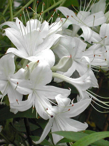 Azalea Weston'S Innocence | Bluestone Perennials
