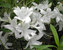 Azalea Weston's Innocence -- Bluestone Perennials