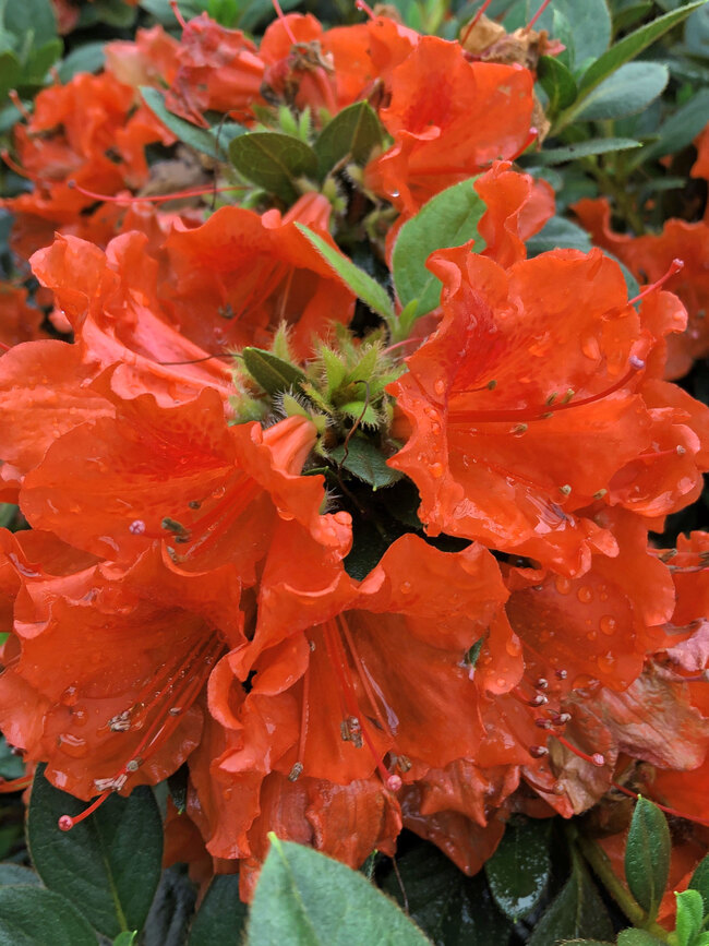 Azalea Perfecto Mundo Orange | Bluestone Perennials