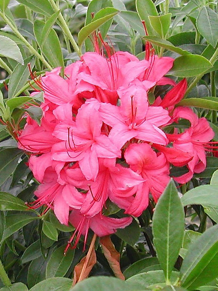 Product Viewer - Azalea Westons Parade