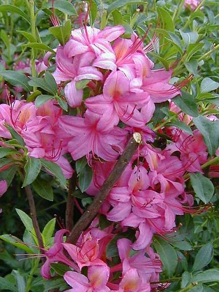 Product Viewer - Azalea Westons Parade