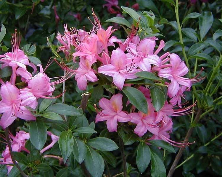 Product Viewer - Azalea Westons Parade