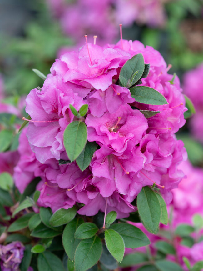 Azalea Perfecto Mundo Double Purple | Bluestone Perennials