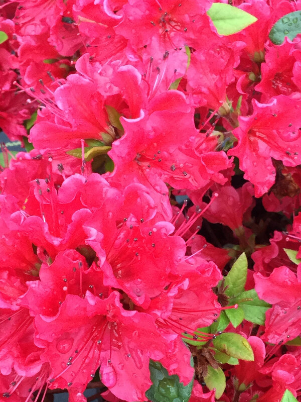 Azalea Perfecto Mundo Red | Bluestone Perennials