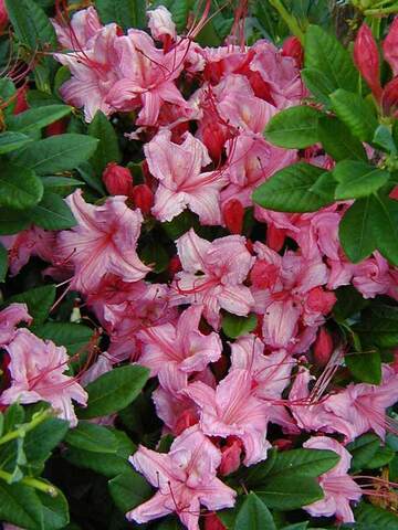 Azalea Weston's Sparkler | Bluestone Perennials