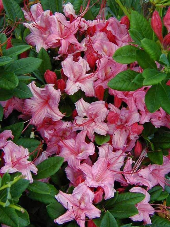 Azalea Weston's Sparkler | Bluestone Perennials