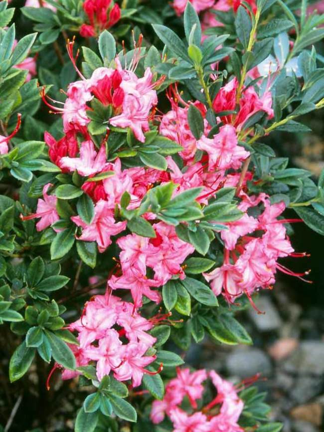 Azalea Weston's Sparkler | Bluestone Perennials