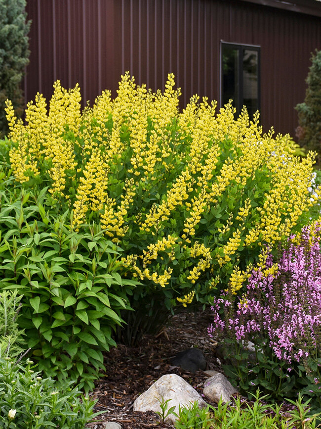 Baptisia American Goldfinch | Bluestone Perennials