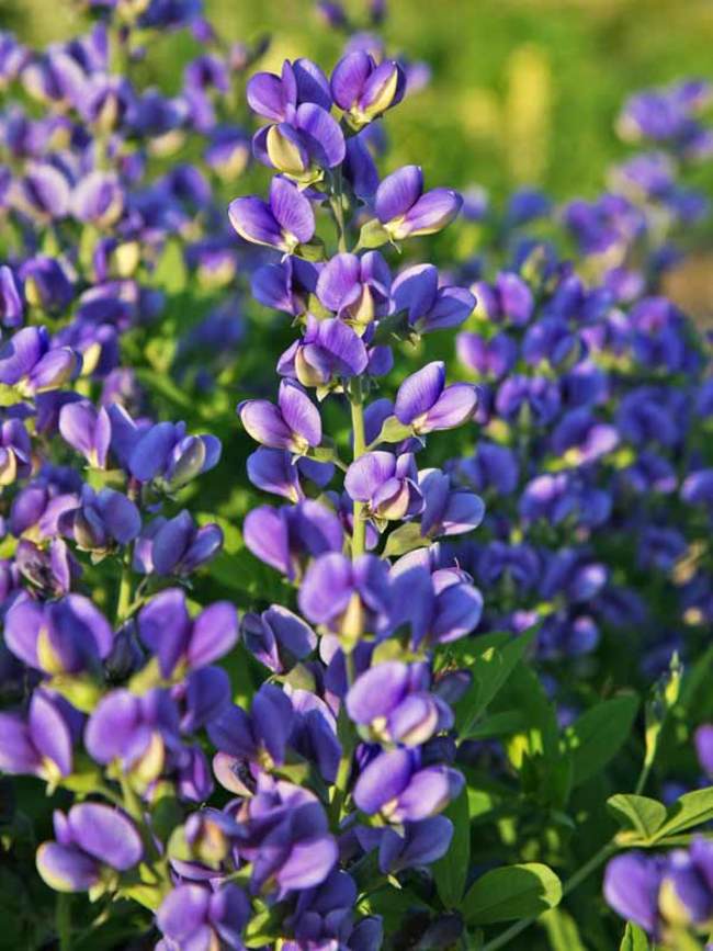 Baptisia Blueberry Sundae | Bluestone Perennials