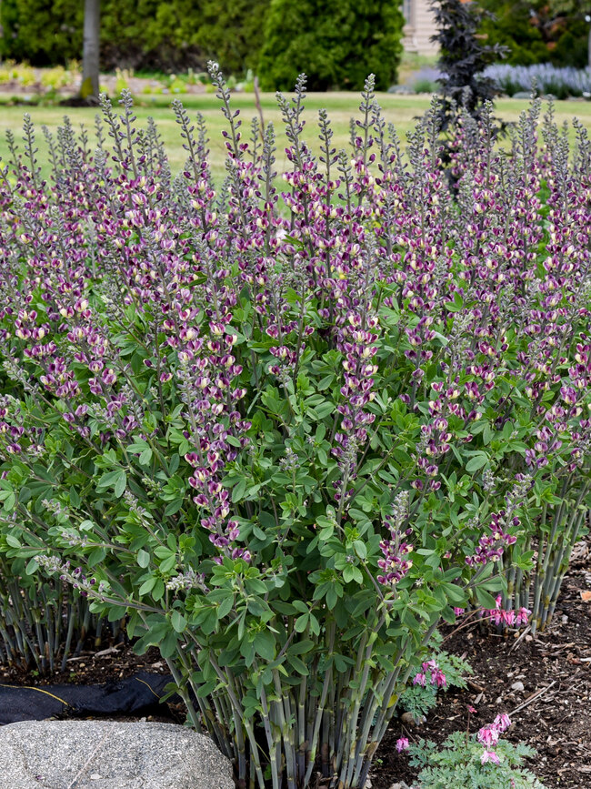 Baptisia Grape Escape | Bluestone Perennials