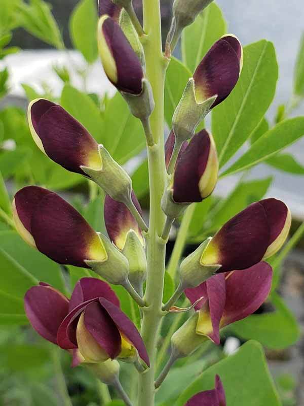 Baptisia Grape Taffy | Bluestone Perennials