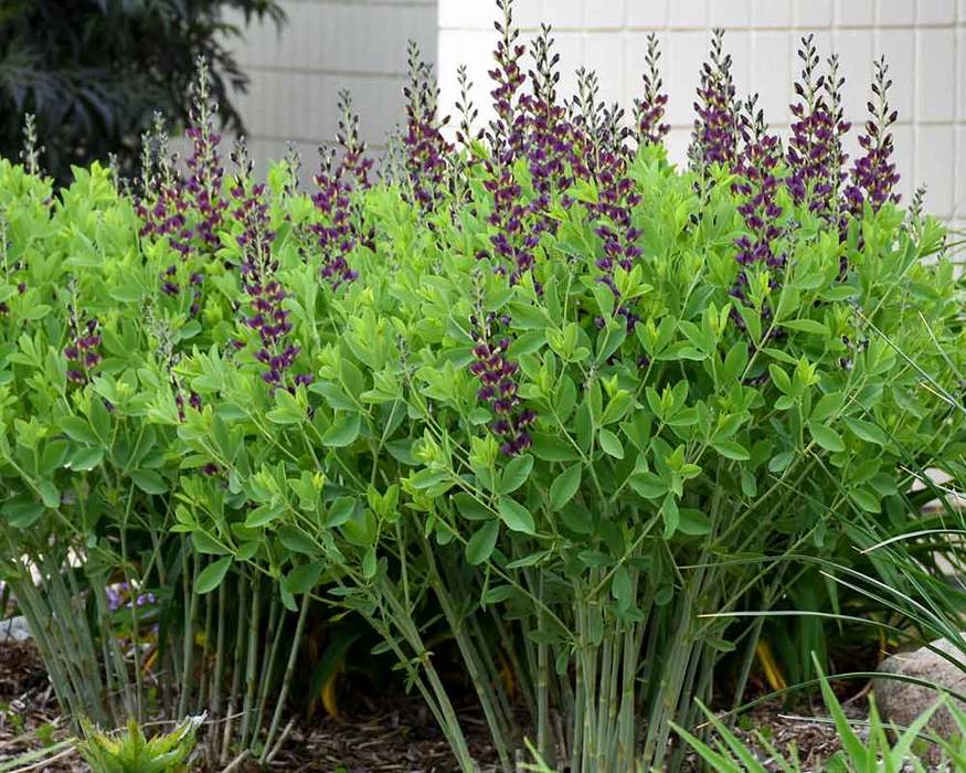 Baptisia Grape Taffy | Bluestone Perennials