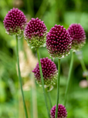 Red Allium Flower