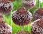 Allium Forelock -- Bluestone Perennials