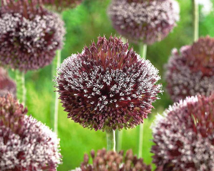 Allium Forelock | Bluestone Perennials