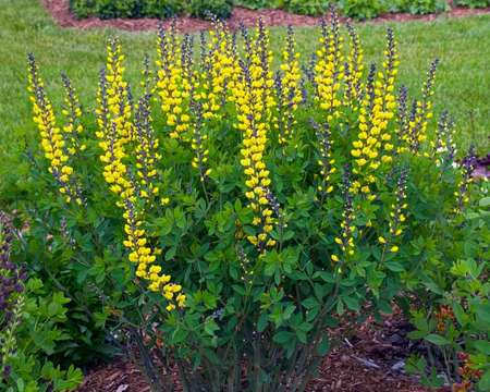 Product Viewer - Baptisia Lemon Meringue