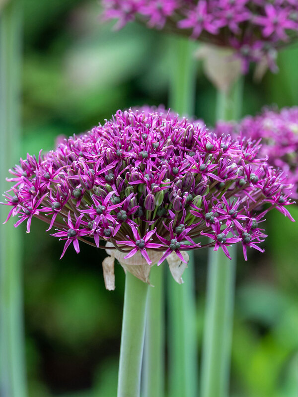 Allium Magic | Bluestone Perennials