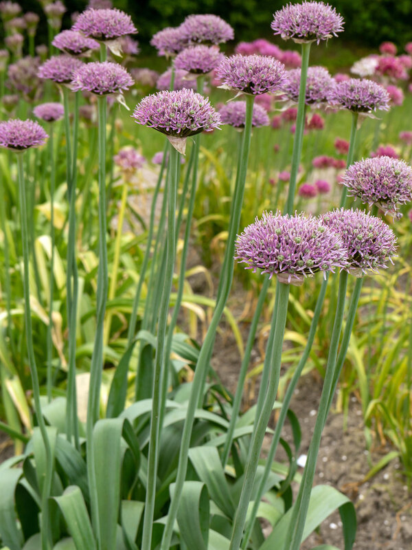 Allium New York | Bluestone Perennials