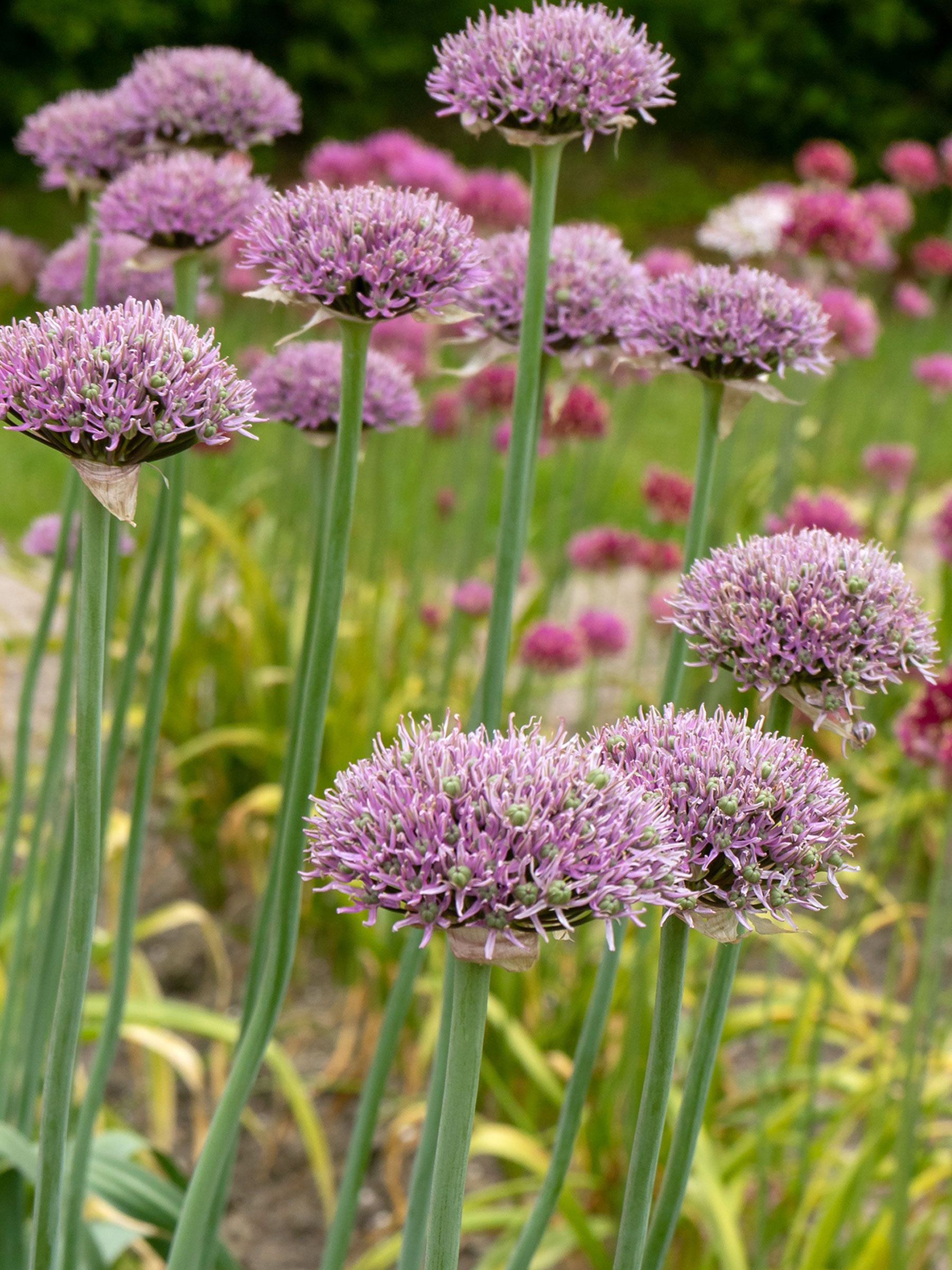 Alliums Flowers Gladiator Allium | American Meadows