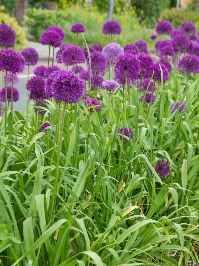 Allium Purple Sensation | Bluestone Perennials