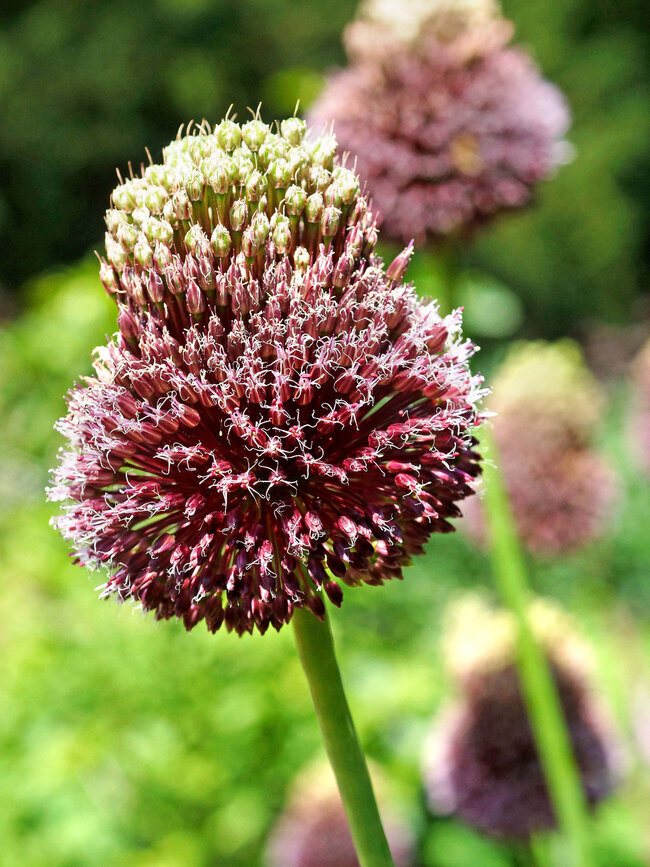 Allium Red Mohican | Bluestone Perennials
