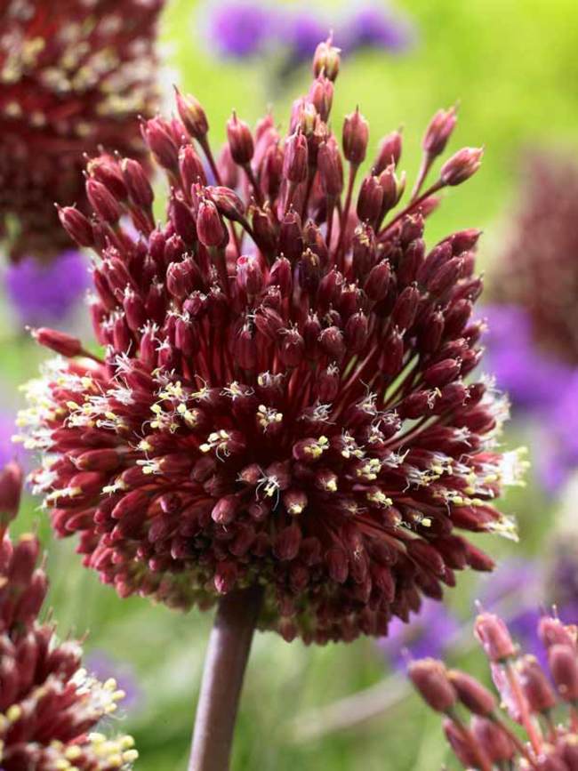 Allium Red Mohican -- Bluestone Perennials