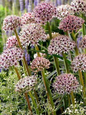 Allium Silver Spring | Bluestone Perennials